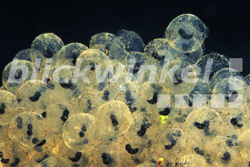 blickwinkel - Grasfrosch, Gras-Frosch (Rana temporaria), Froschlaich ...