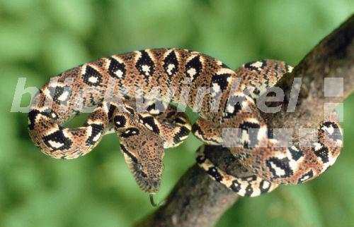 blickwinkel - Madagaskar-Boa, Madagaskarboa, Noerdliche Madagaskarboa ...