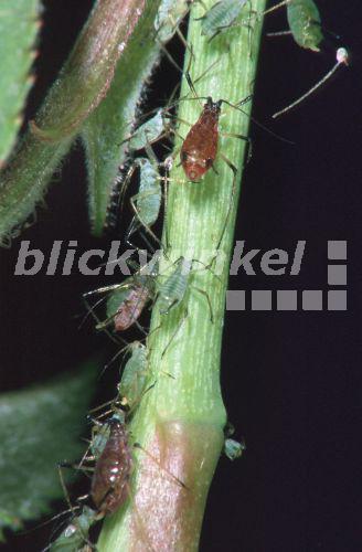blickwinkel - Blattlaus, Blatt-Laus, Aphidina (Aphidina), saugen an ...