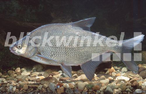 blickwinkel - Blei, Brachsen, Brassen, Brasse, Bresen, Brachsme ...