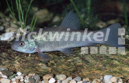blickwinkel - Schlei, Schleie, Schleihe (Tinca tinca), schwimmend ...