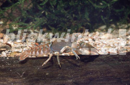 blickwinkel - Steinkrebs, Stein-Krebs, Bachkrebs, Bach-Krebs (Astacus ...