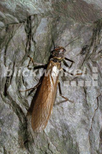 blickwinkel - Steinfliege, Perla bipunctata (Perla bipunctata), sitzt ...