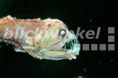 blickwinkel - Tiefseefisch, Viperfisch (Chauliodus sloani), Praeparat ...