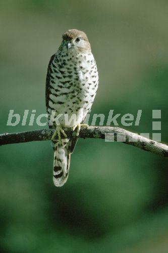 blickwinkel - Mauritiusfalke, Mauritius-Falke (Falco punctatus), sitzt ...