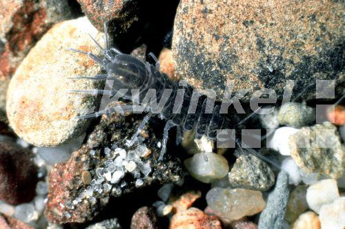 blickwinkel - Wasserassel, Wasser-Assel, Gemeine Wasserassel (Asellus ...