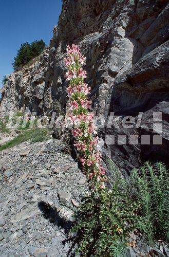 blickwinkel - Morine, Morina (Morina persica), blueht in felsigem ...
