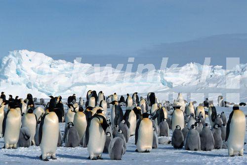 blickwinkel - Kaiserpinguin, Kaiser-Pinguin (Aptenodytes forsteri), Alt ...
