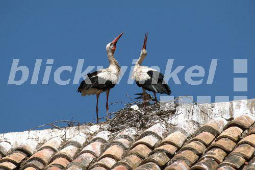 blickwinkel - Weissstorch, Weiss-Storch (Ciconia ciconia), klapperndes ...