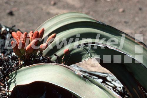 blickwinkel - Welwitschia (Welwitschia mirabilis), weibliche Pflanze ...