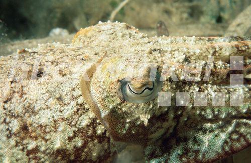 blickwinkel - Gemeine Sepia (Sepia officinalis), "Tintenfisch", nachts ...