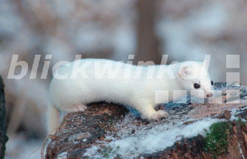 blickwinkel - Hermelin, Grosses Wiesel, Grosswiesel (Mustela erminea ...