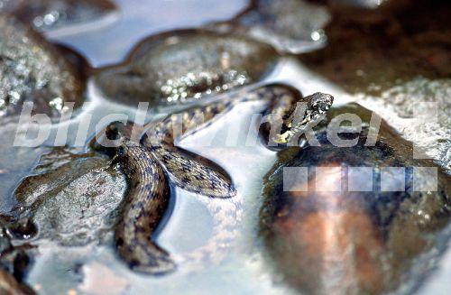 blickwinkel - Vipernatter, Viper-Natter (Natrix maura), im ...
