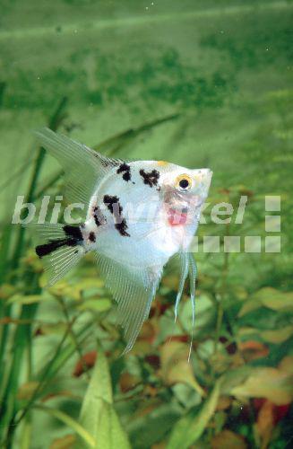 blickwinkel - Segelflosser, Skalar, Scalar (Pterophyllum scalare ...