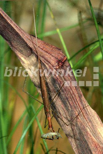 blickwinkel - Stabwanze, Stab-Wanze, Wassernadel (Ranatra linearis ...