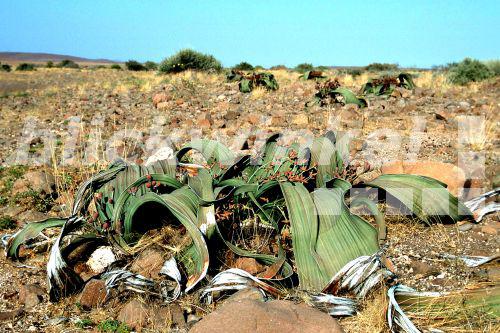 blickwinkel - Welwitschia (Welwitschia mirabilis), links weibliche ...