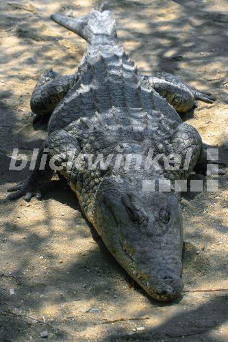 blickwinkel - Nilkrokodil, Nil-Krokodil (Crocodylus niloticus), liegt ...