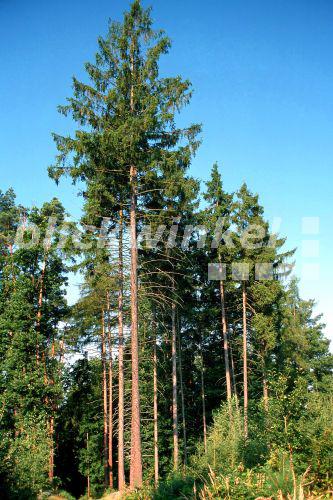 blickwinkel - Gemeine Fichte, Gewoehnliche Fichte, Rotfichte, Rot ...