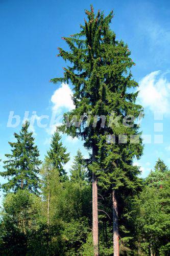 blickwinkel - Gemeine Fichte, Gewoehnliche Fichte, Rotfichte, Rot ...