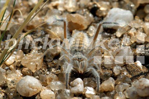 blickwinkel - Walzenspinne, Namibia, Homeb. - - C. Blumenstein