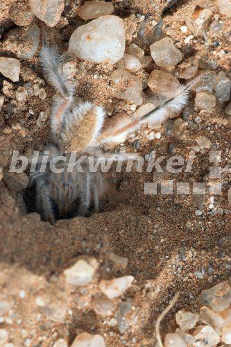 blickwinkel - Walzen-Spinne, Walzenspinne (Solifugae, Solpugida ...
