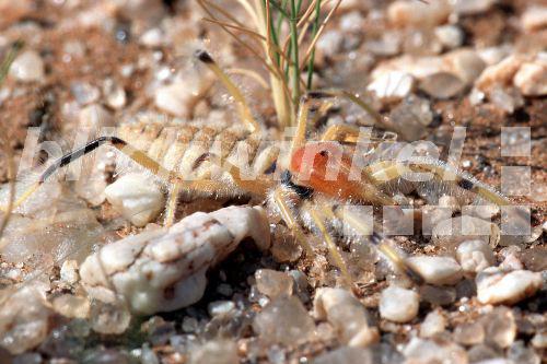 blickwinkel - Walzenspinne, Namibia, Homeb. - - C. Blumenstein