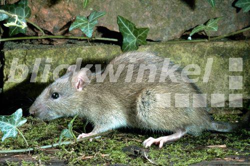 blickwinkel - Wanderratte, Wander-Ratte (Rattus norvegicus), vor einer ...
