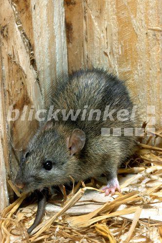 blickwinkel - Wanderratte (Rattus norvegicus), Deutschland. - common ...
