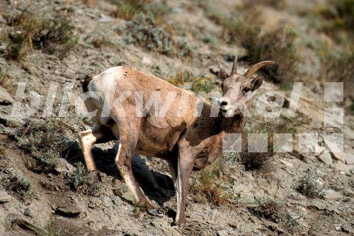 blickwinkel - Dickhornschaf, Dickhorn-Schaf (Ovis canadensis), Weibchen ...