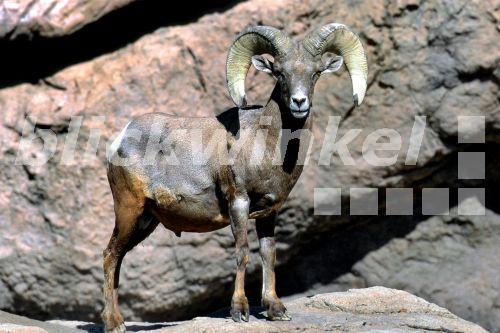 blickwinkel - Dickhornschaf, Dickhorn-Schaf (Ovis canadensis ...