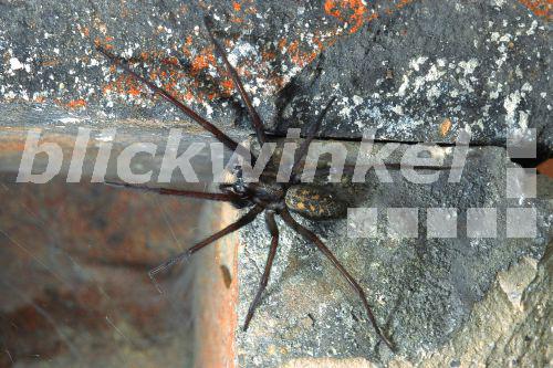 blickwinkel - Haus-Winkelspinne, Hausspinne (Tegenaria atrica ...