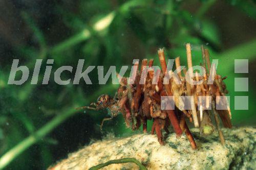 blickwinkel - Koecherfliege, Koecher-Fliege (Limnephilus spec), Larve ...