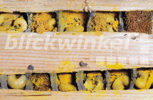 blickwinkel - Rote Mauerbiene (Osmia rufa), Nest, Belgien - red mason ...