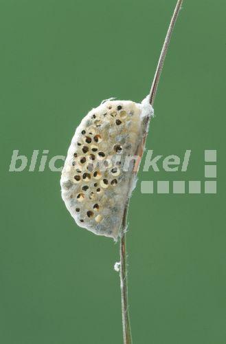 blickwinkel - Brackwespe (Apanteles sp.), Kokon, Deutschland ...