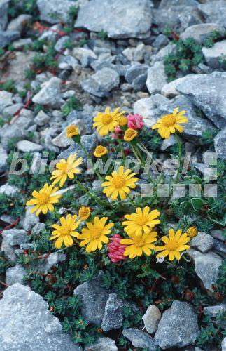 blickwinkel - Greiskraut (Senecio squalidus), Griechenland, Thessalien ...