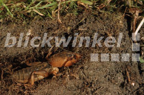 blickwinkel - Maulwurfsgrille, Maulwurfs-Grille, Werre (Gryllotalpa ...