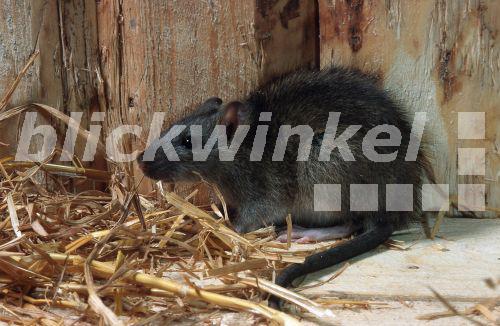 blickwinkel - Wanderratte (Rattus norvegicus), Deutschland. - common ...