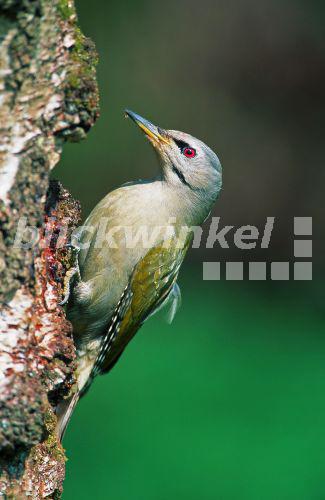 blickwinkel - Grauspecht, Grau-Specht (Picus canus), junges Maennchen ...