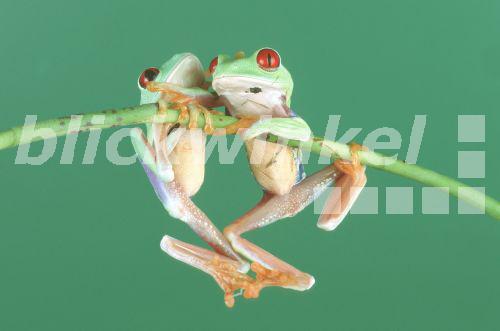 blickwinkel - Rotaugenfrosch, Rotaugen-Laubfrosch, Rotaugenlaubfrosch ...