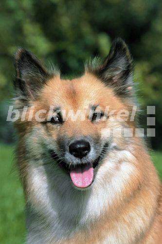 blickwinkel - Islandhund, Islaender Spitz, Islandsk Farehond, Friaar ...