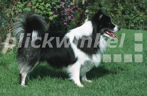 blickwinkel - Islandsk Hund, Islandhund, Islaender Spitz (Canis lupus f ...