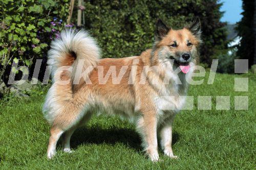 blickwinkel - Islandsk Hund, Islandhund, Islaender Spitz (Canis lupus f ...