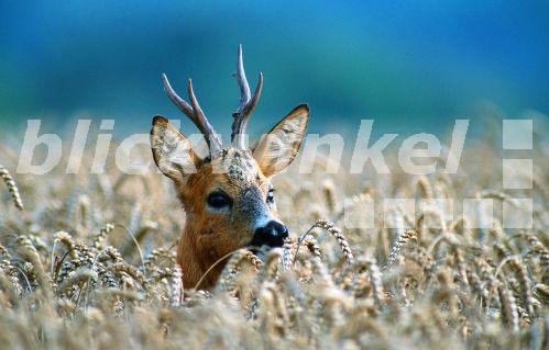 blickwinkel - Europaeisches Reh (Capreolus capreolus), frisst im ...