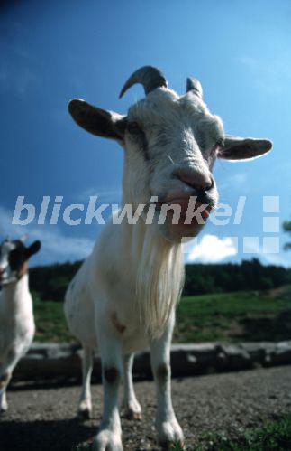 blickwinkel - Ziege (Capra aegagrus f. hircus), Portraet, Oesterreich ...