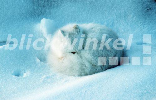 blickwinkel - Eisfuchs, Eis-Fuchs, Polarfuchs, Polar-Fuchs, Weissfuchs ...