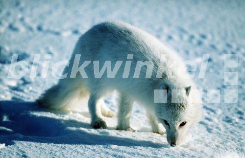 blickwinkel - Eisfuchs, Polarfuchs, Weissfuchs, Blaufuchs (Alopex ...