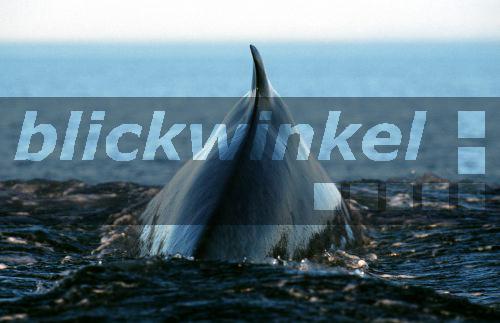 blickwinkel - Blauwal, Blau-Wal (Balaenoptera musculus), auftauchend ...