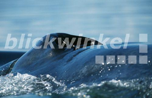 blickwinkel - Blauwal, Blau-Wal (Balaenoptera musculus), Atemloch ...