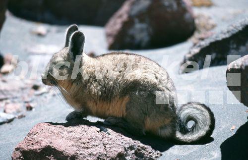 blickwinkel - Berg-Viscacha, Cuvier-Hasenmaus (Lagidium viscacia ...