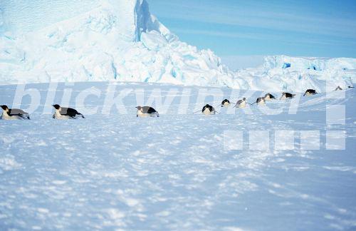 blickwinkel - Kaiserpinguin (Aptenodytes forsteri), Tiere rutschen in ...